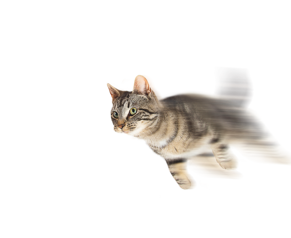 Conoce primer antipulgas diseñado solo para gatos - Profelis Drop On